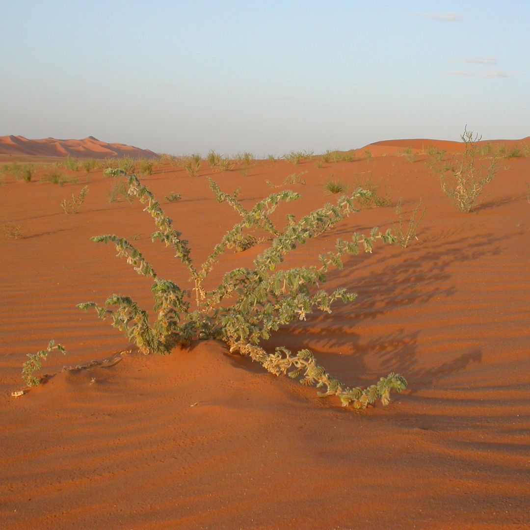 Important Plant Areas of Saudi Arabia - Plantlife
