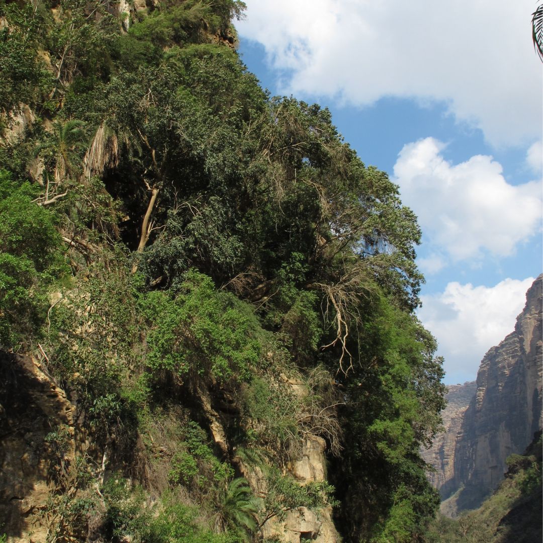 Important Plant Areas of Saudi Arabia - Plantlife