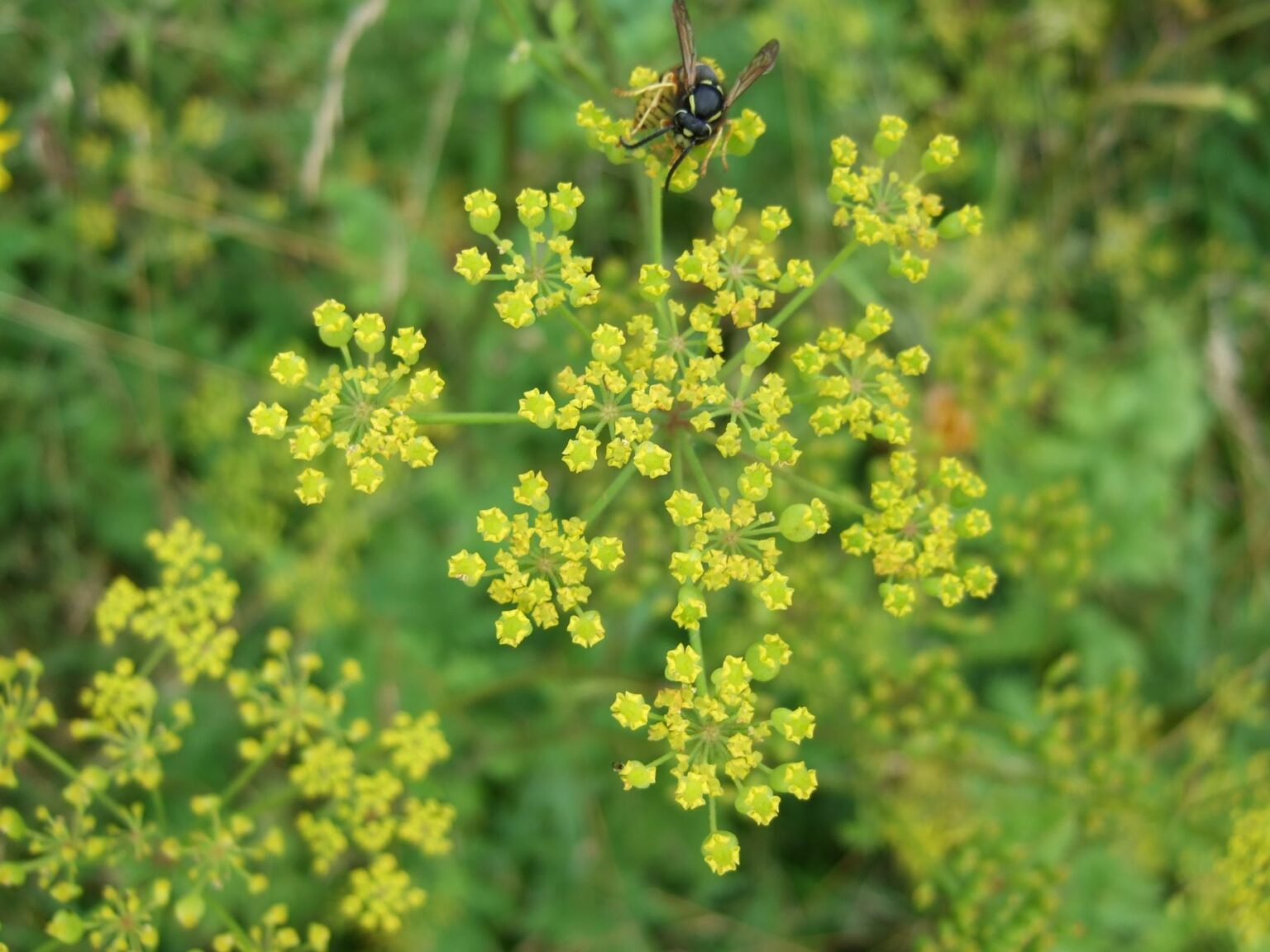 Wild Parsnip - Plantlife