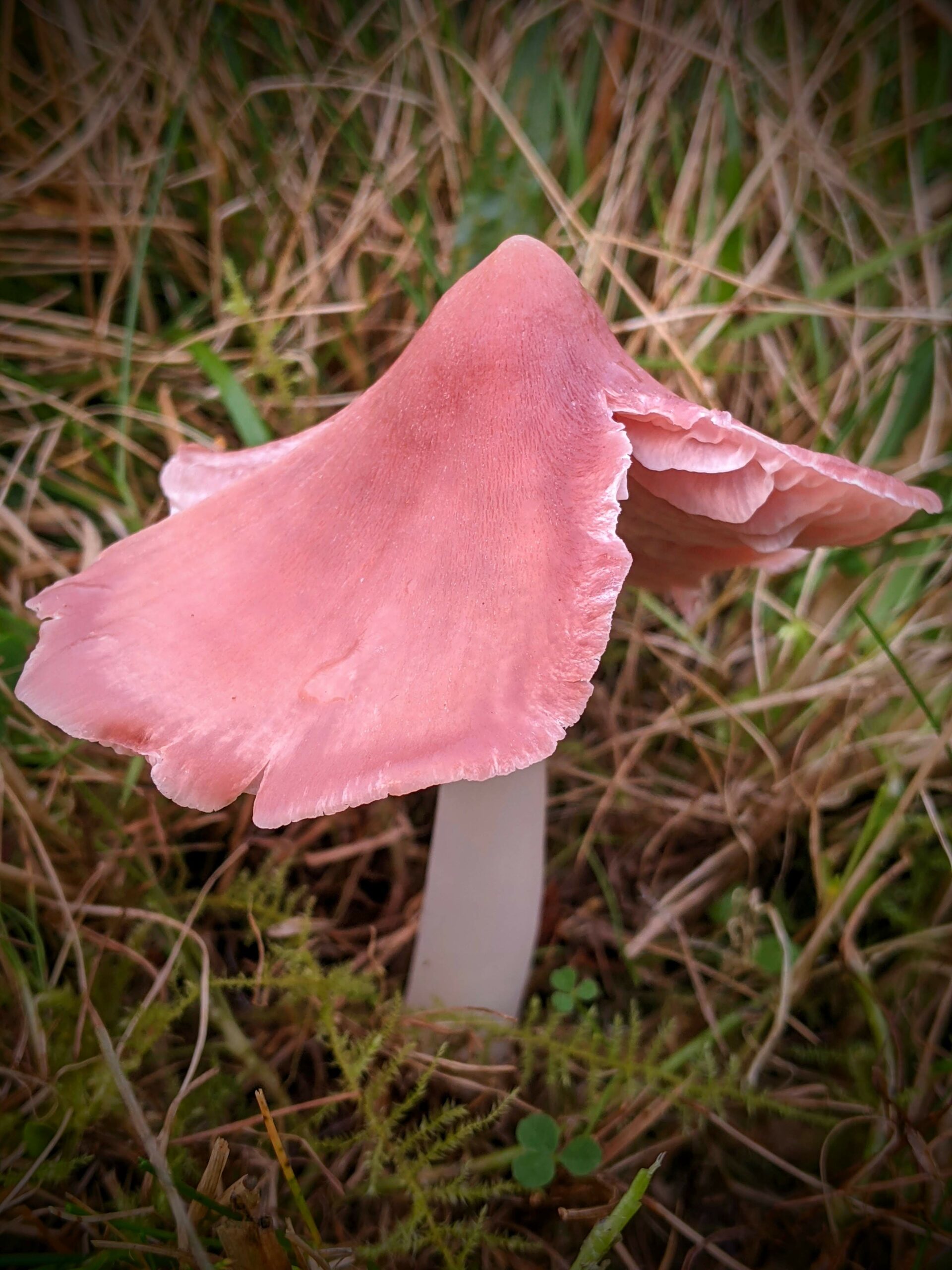 Ballerina Waxcap - Plantlife