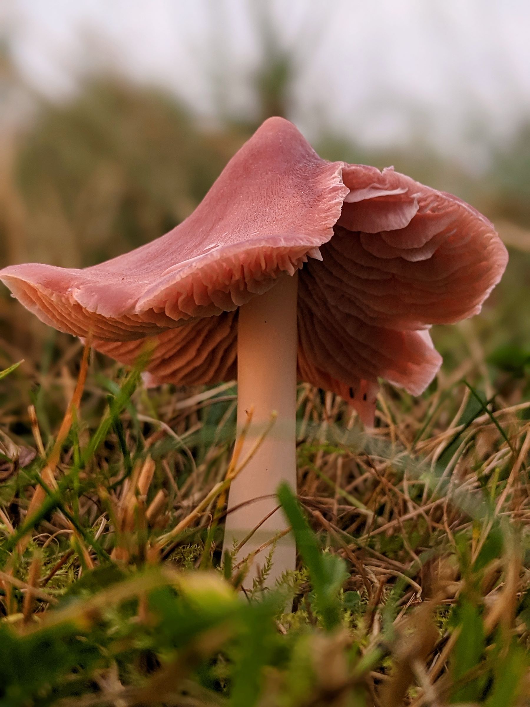 How to Find and Identify Waxcap Fungi - Plantlife