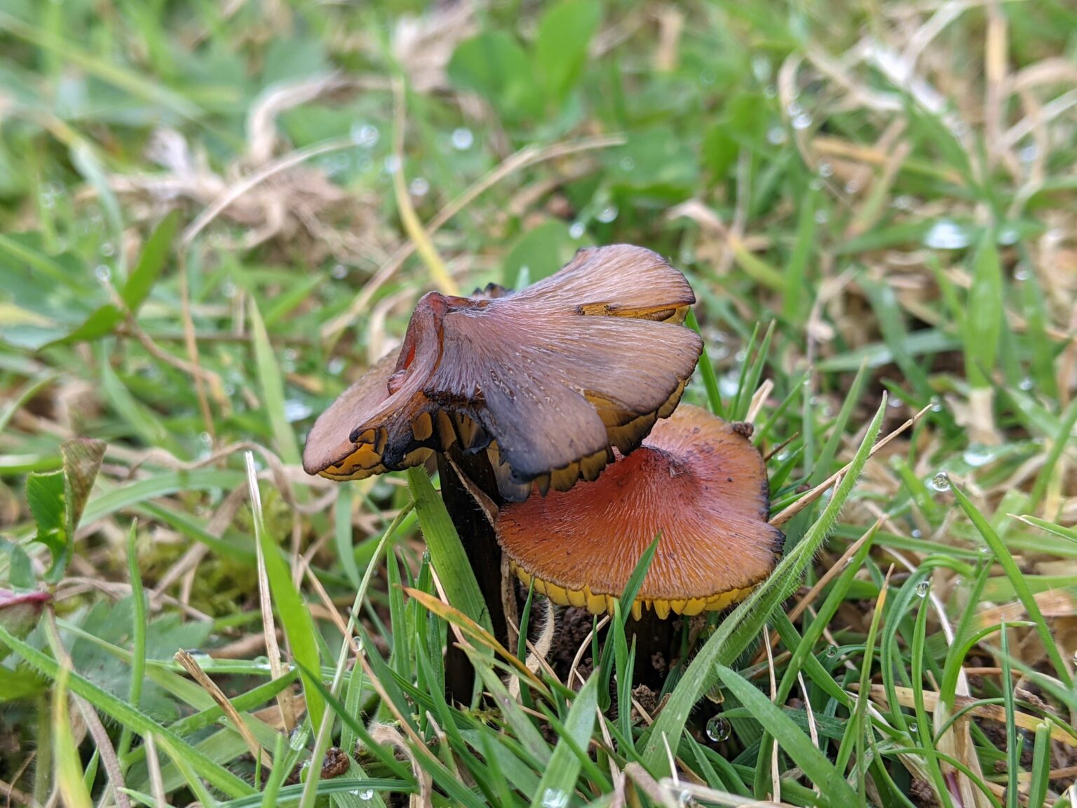Blackening Waxcap - Plantlife