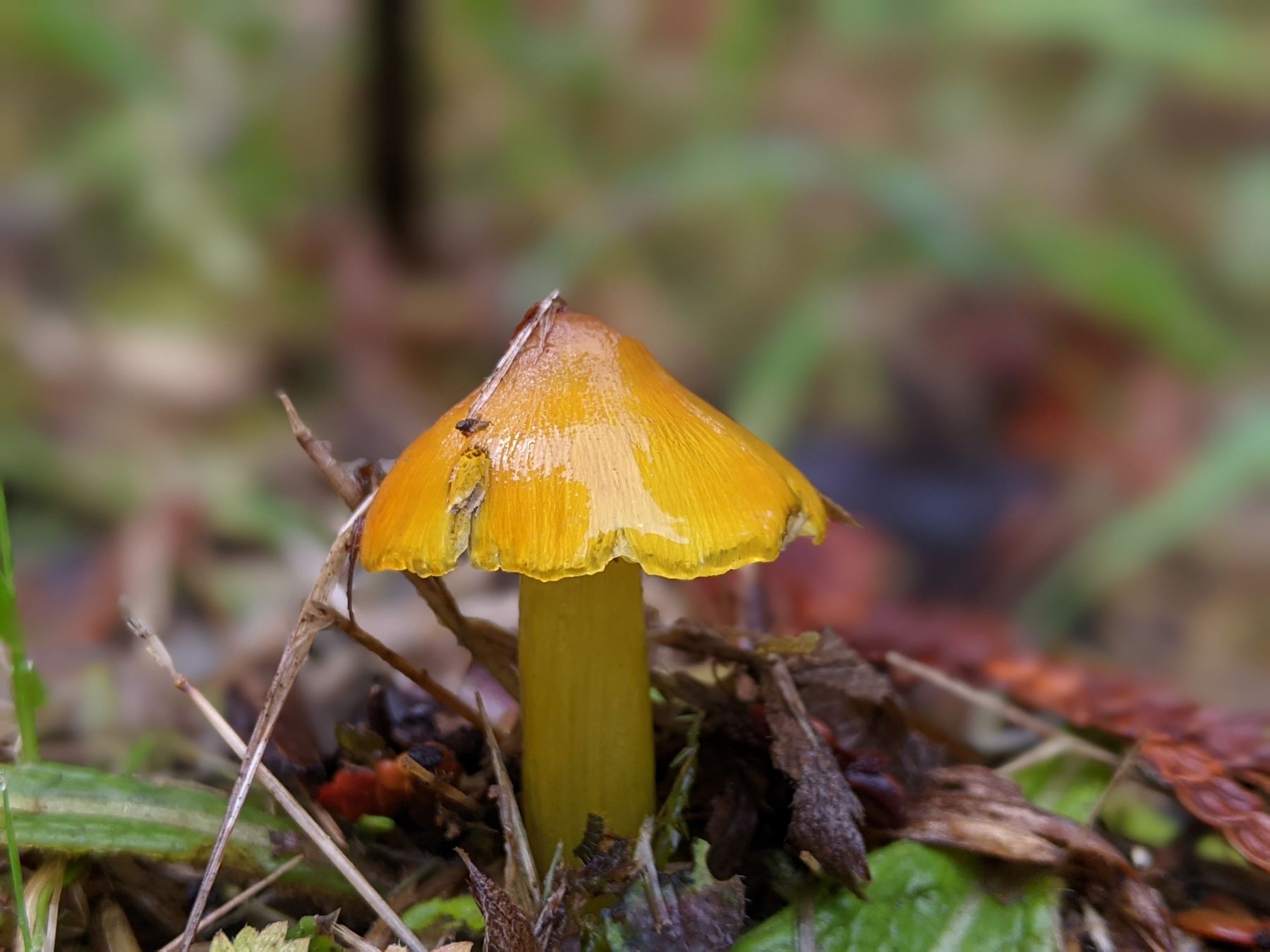 Take part in Waxcap Watch 2025 - Plantlife
