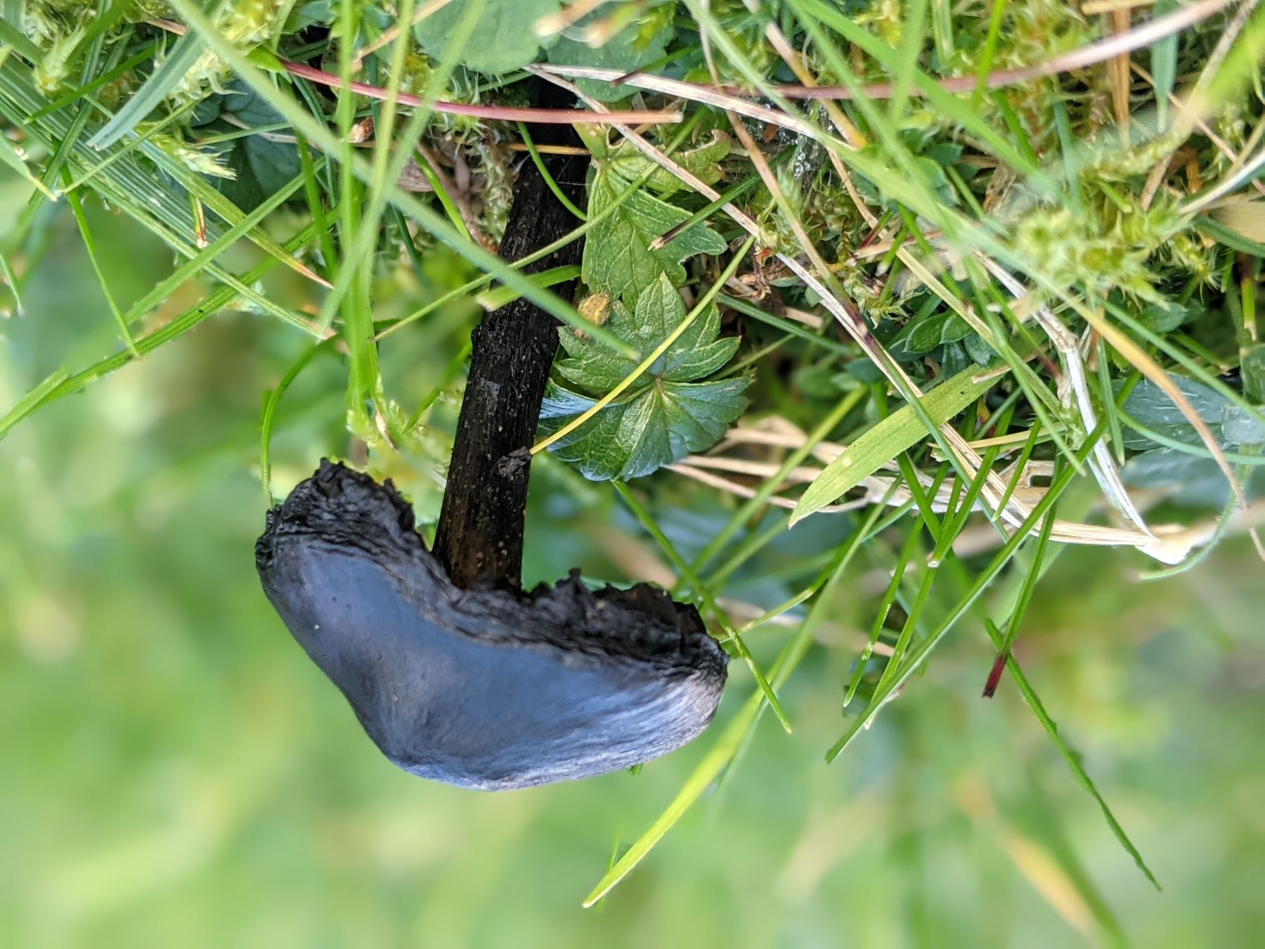 Blackening Waxcap - Plantlife