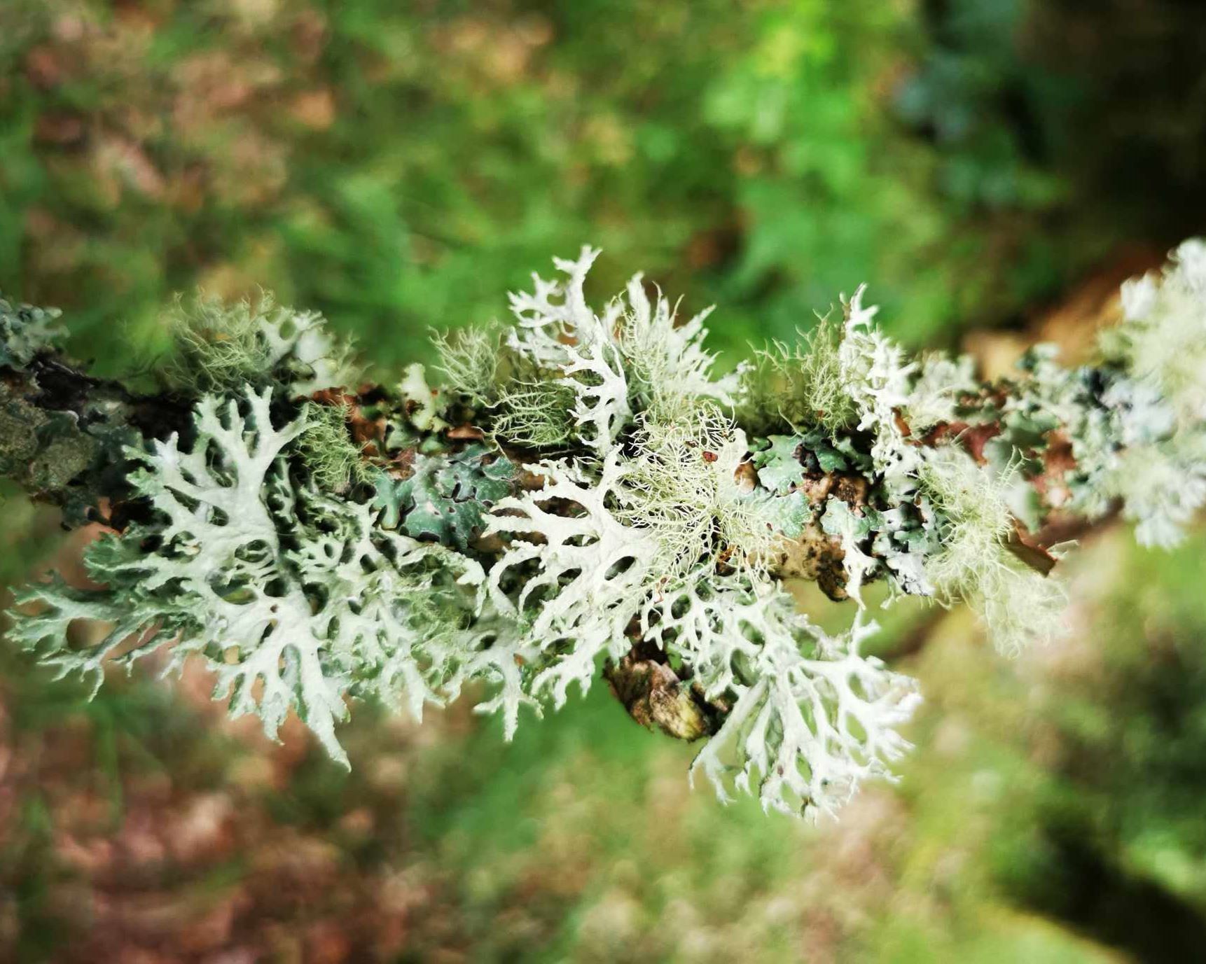 Lichen Hunting in the Welsh Marches - Plantlife