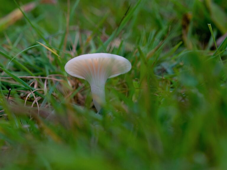 Snowy Waxcap - Plantlife