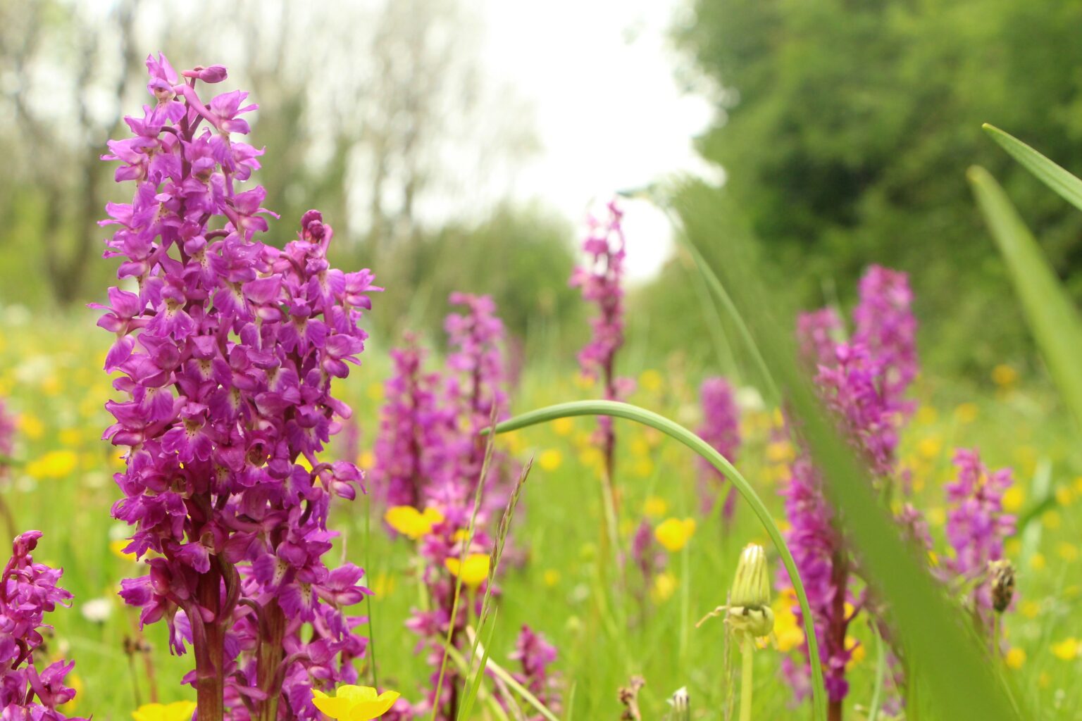 Managing Road Verges and Green Spaces - Plantlife