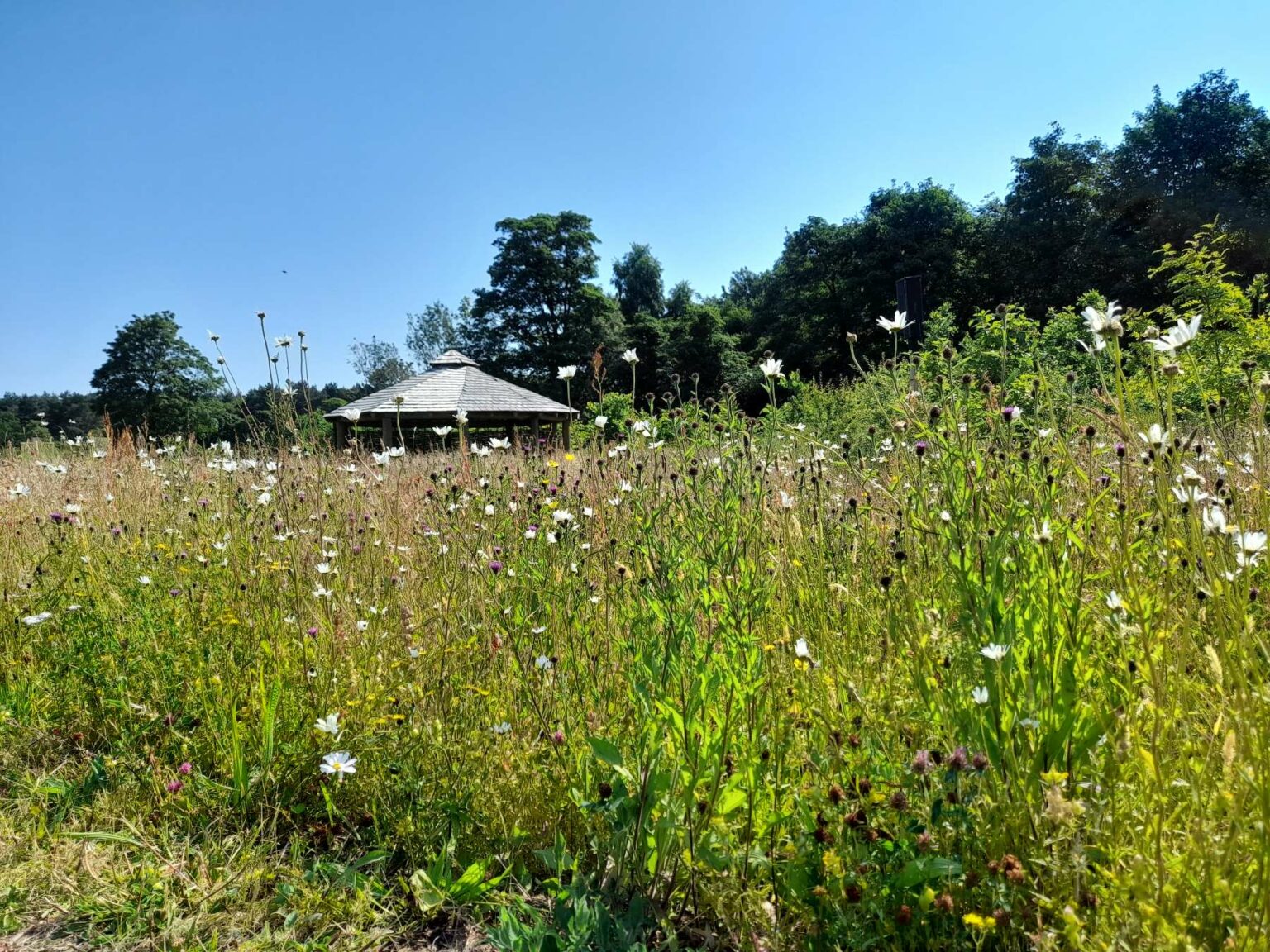 Three Hagges Woodmeadow: A New Reserve for Plantlife - Plantlife