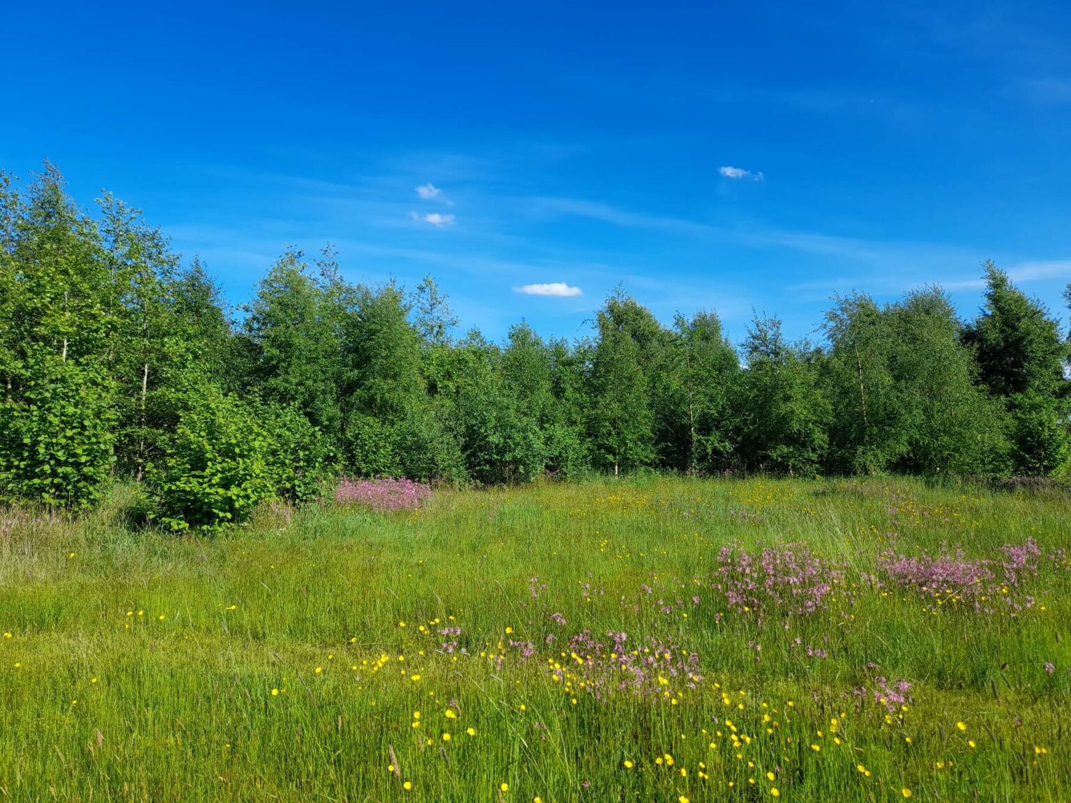 How to Start a Community Meadow? - Plantlife