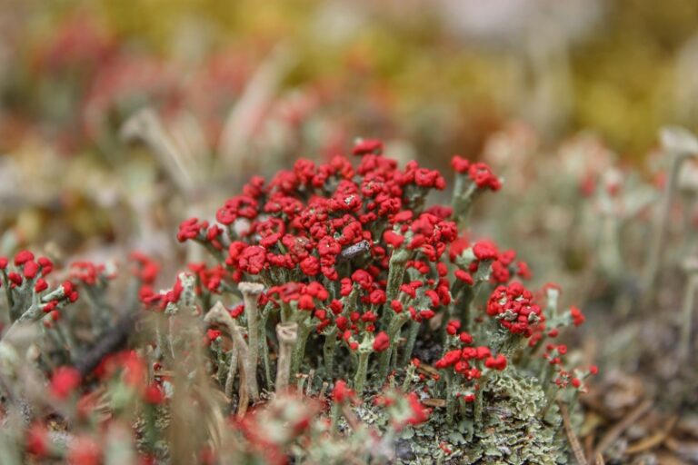 Let’s learn about… Lichens - Plantlife