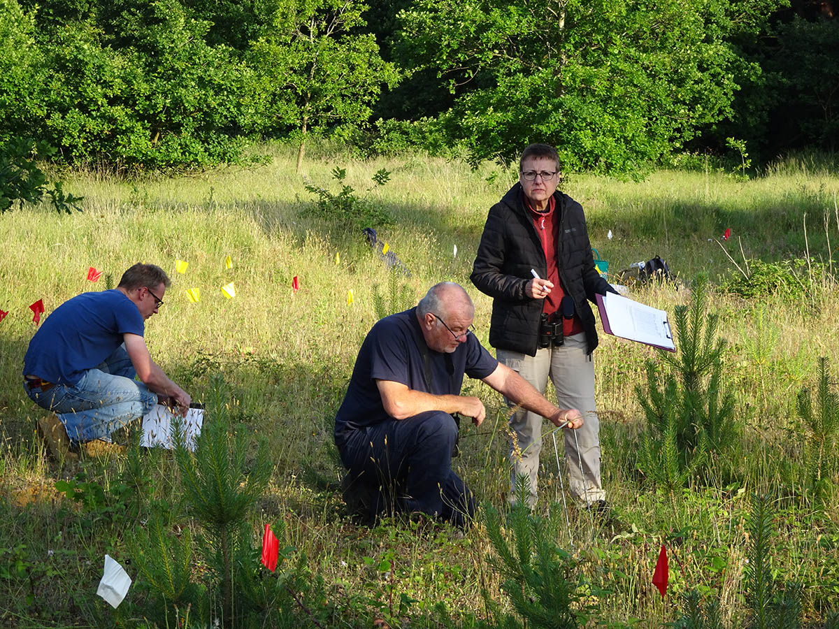 Annual Review Brecklands Flora Group - Plantlife