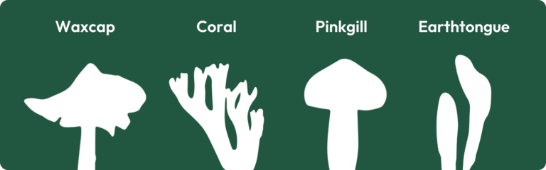 How to Find and Identify Waxcap Fungi - Plantlife