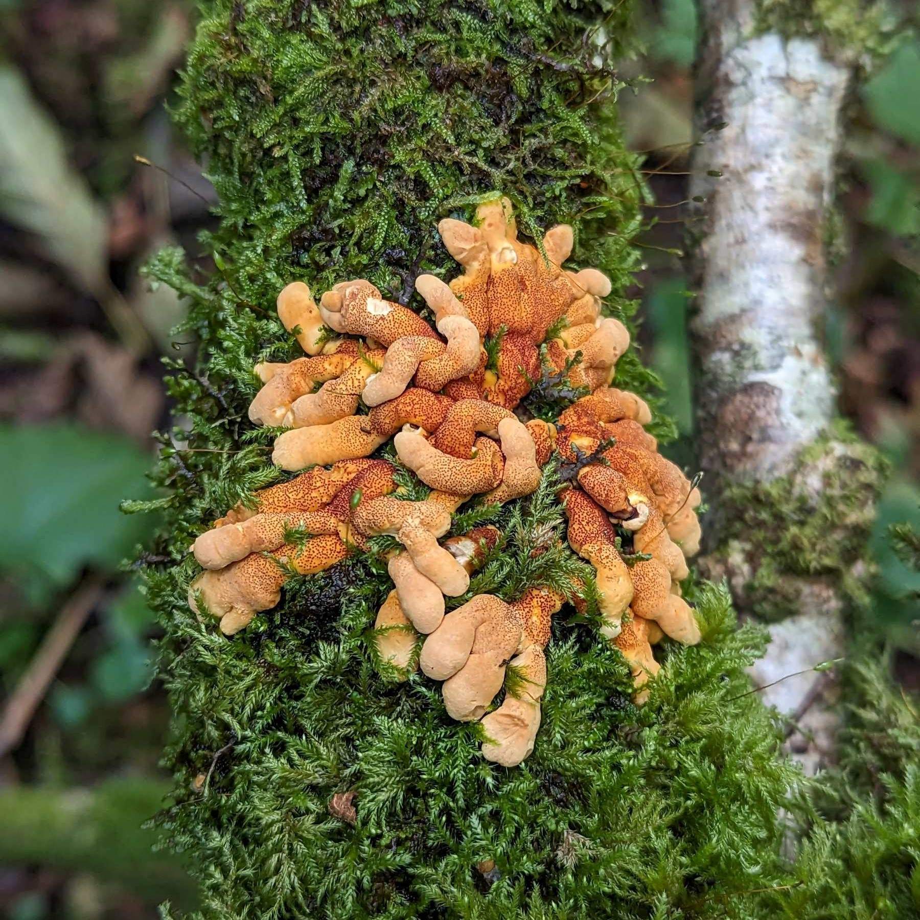 Hazel Glove Fungus - Plantlife
