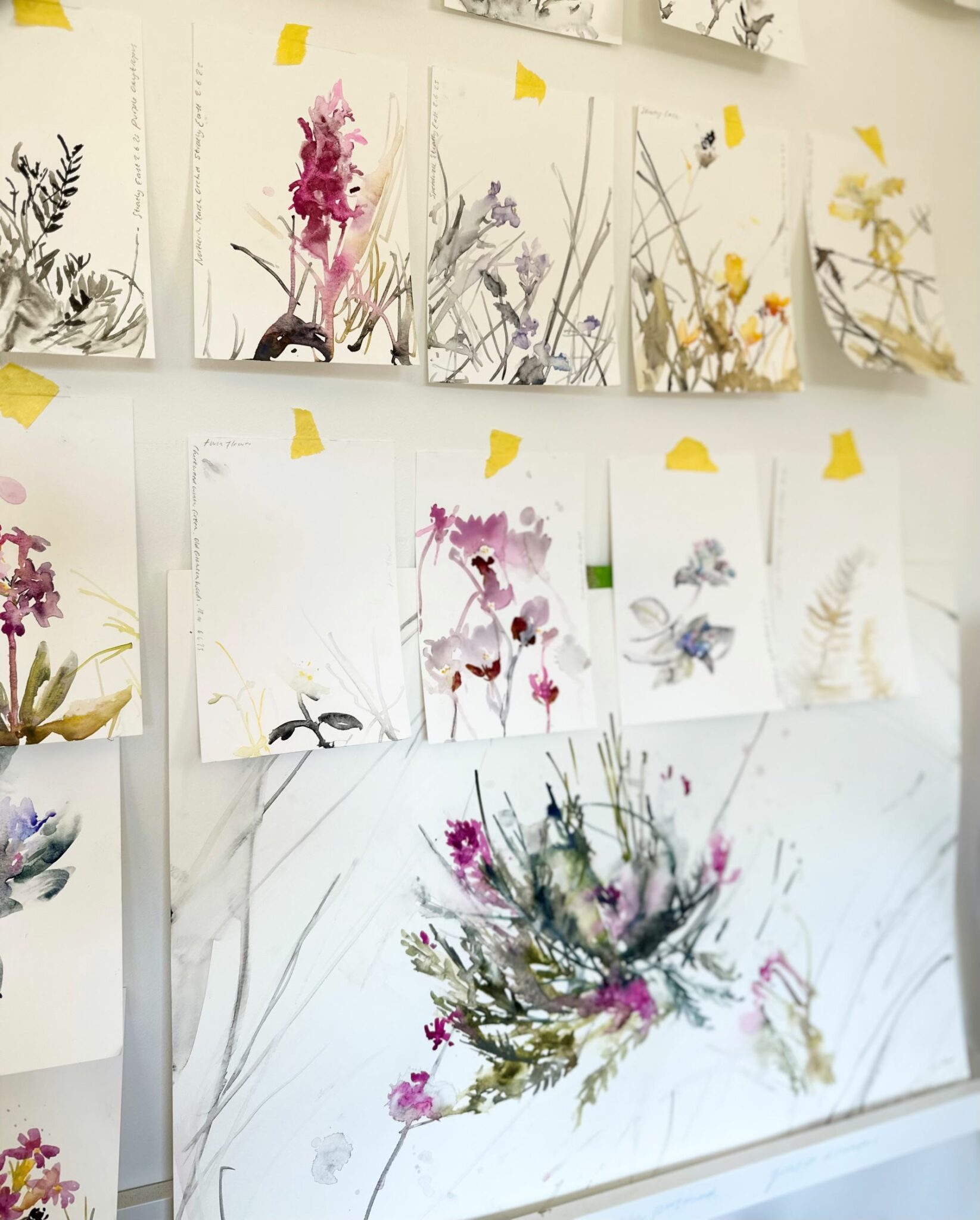 A Botanical Art Journey of Plantlife’s Reserves - Plantlife