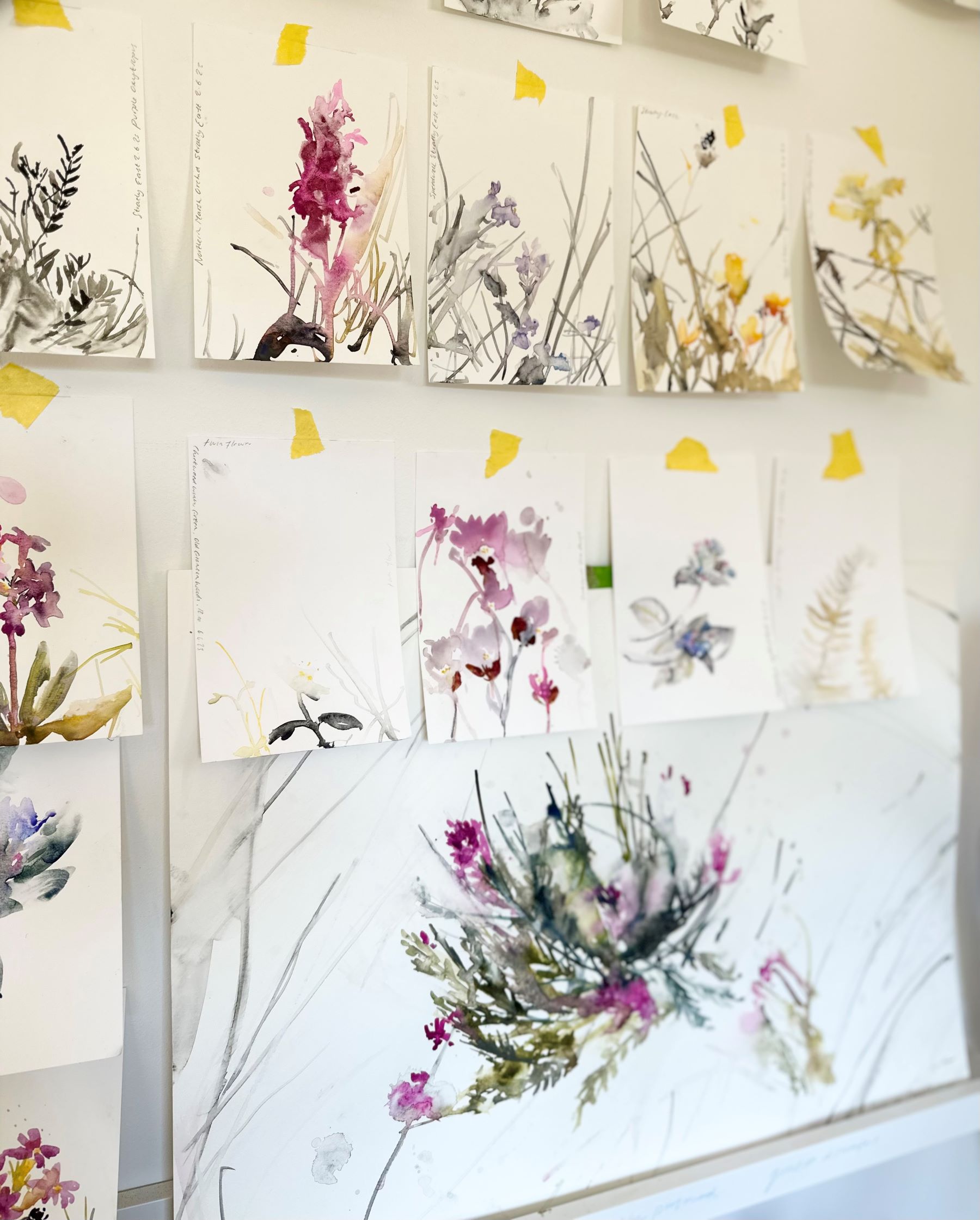 A Botanical Art Journey of Plantlife’s Reserves - Plantlife