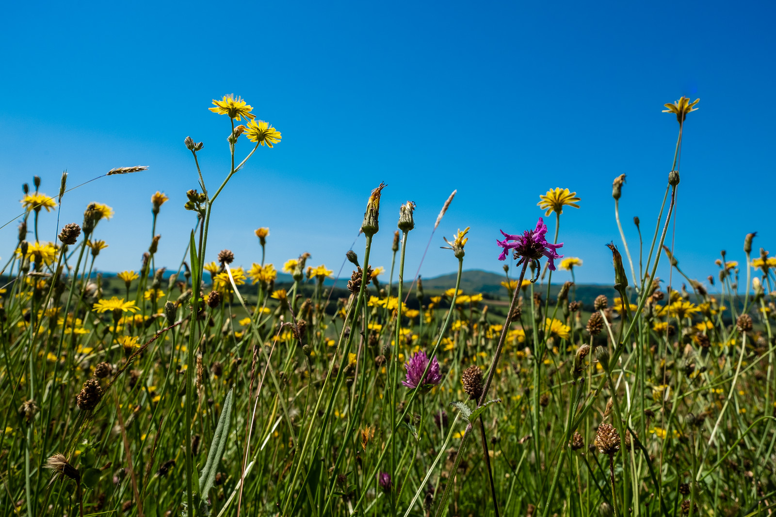 Meadow Makers Project - Plantlife