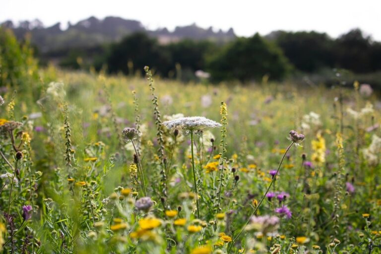 How to grow Yellow Rattle - Plantlife