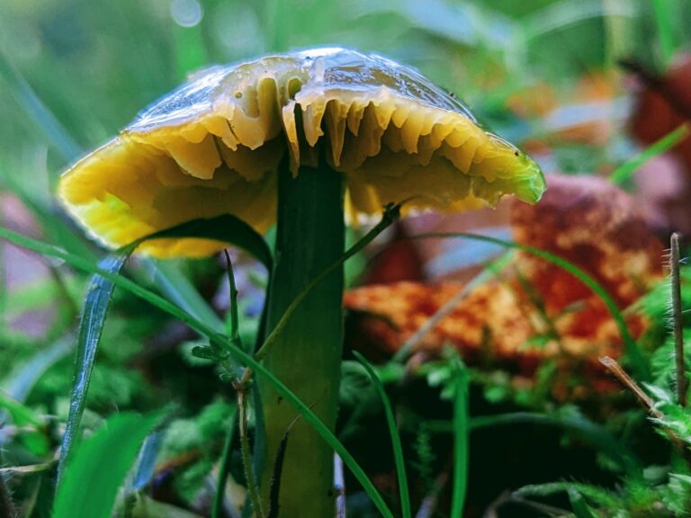 Parrot Waxcap - Plantlife