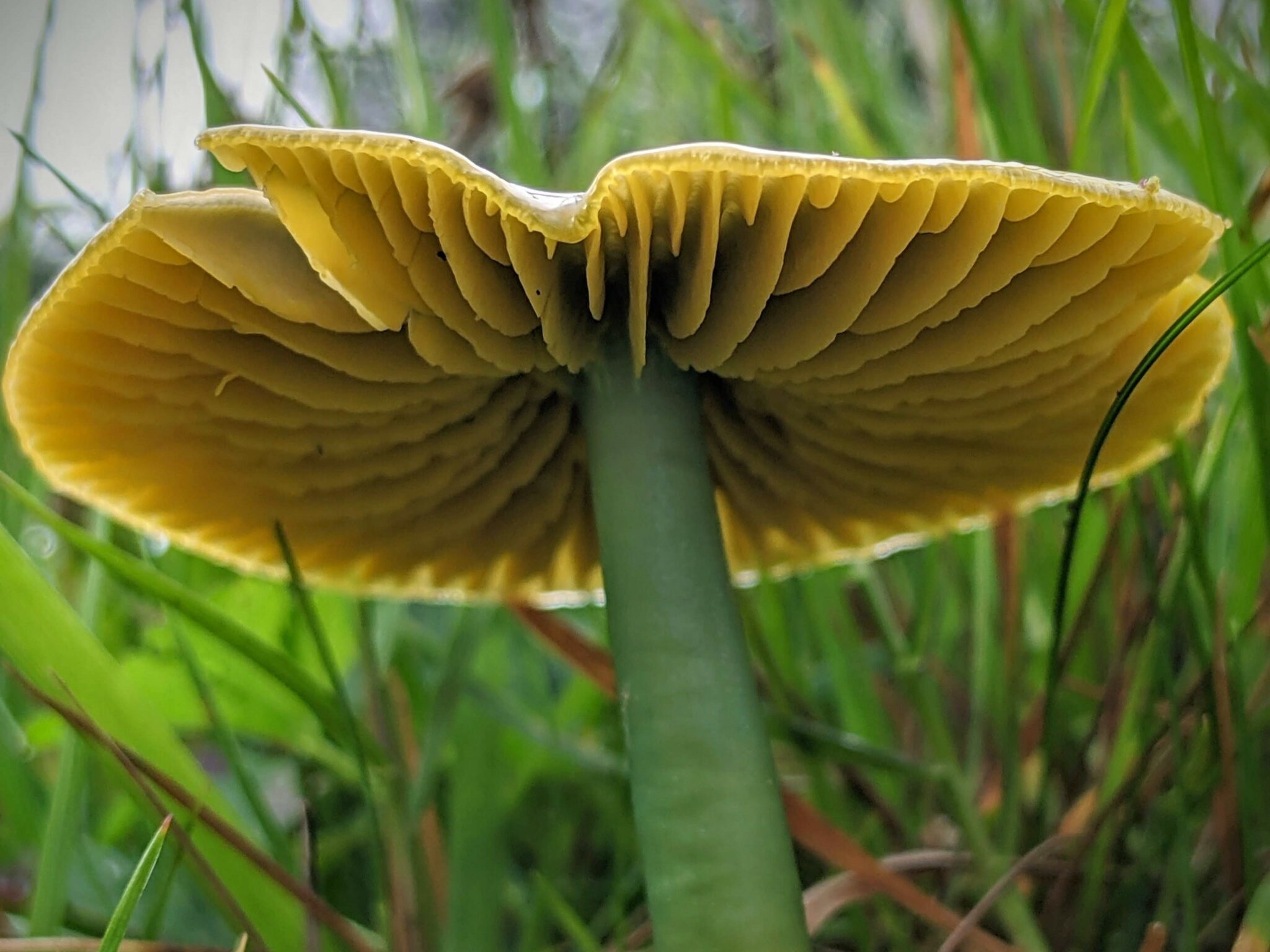 Parrot Waxcap - Plantlife