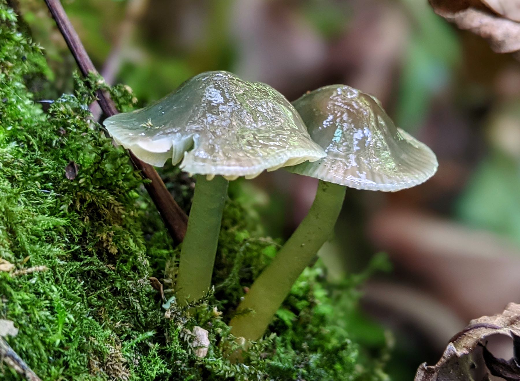Parrot Waxcap - Plantlife