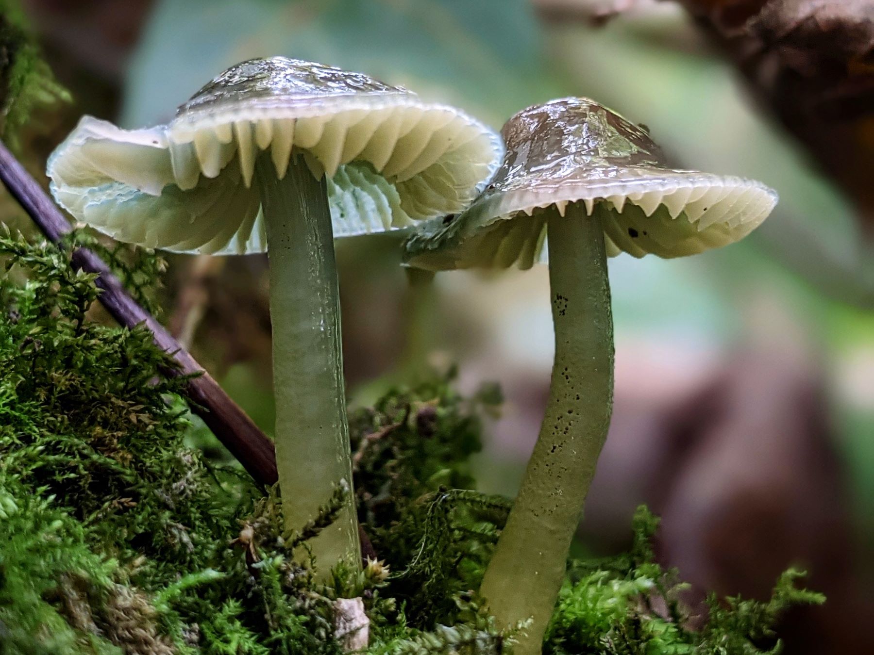 Parrot Waxcap - Plantlife