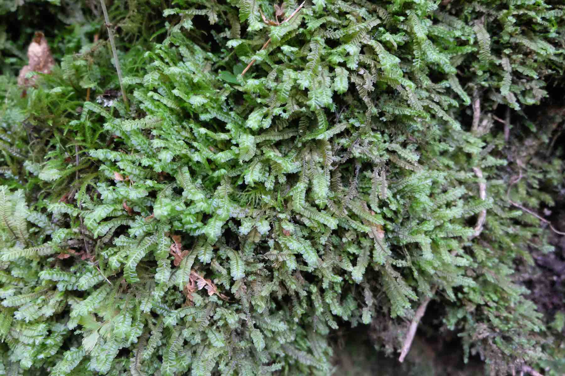What’s that Moss: ID Tips for Beginners - Plantlife