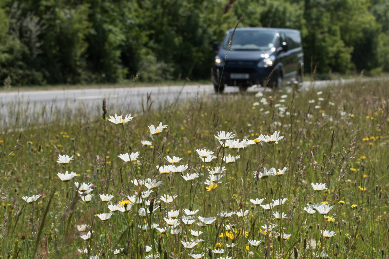 Road Verge and Green Space - Grass Cuttings - Plantlife