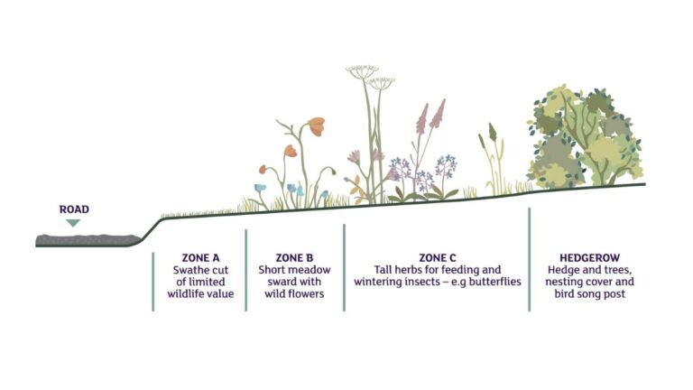 Road Verge & Green Space - Management Best Practice - Plantlife