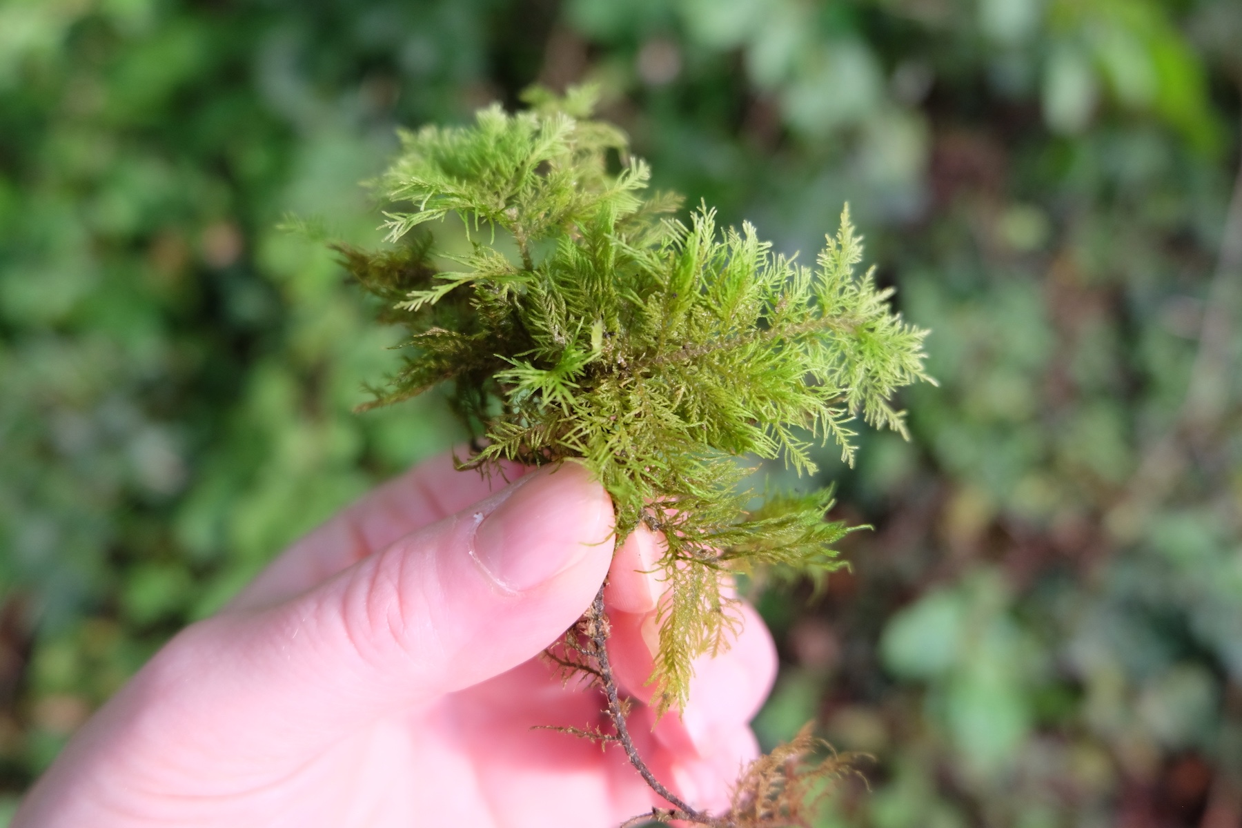 What’s that Moss: ID Tips for Beginners - Plantlife