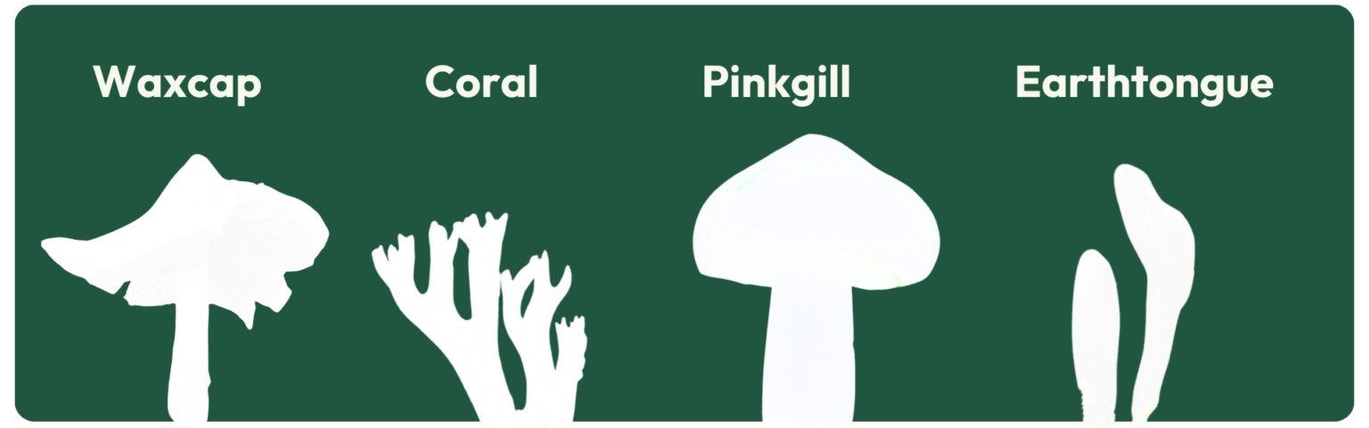 How to Find and Identify Waxcap Fungi - Plantlife