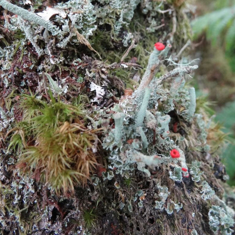 Government Action for Temperate Rainforests - Plantlife