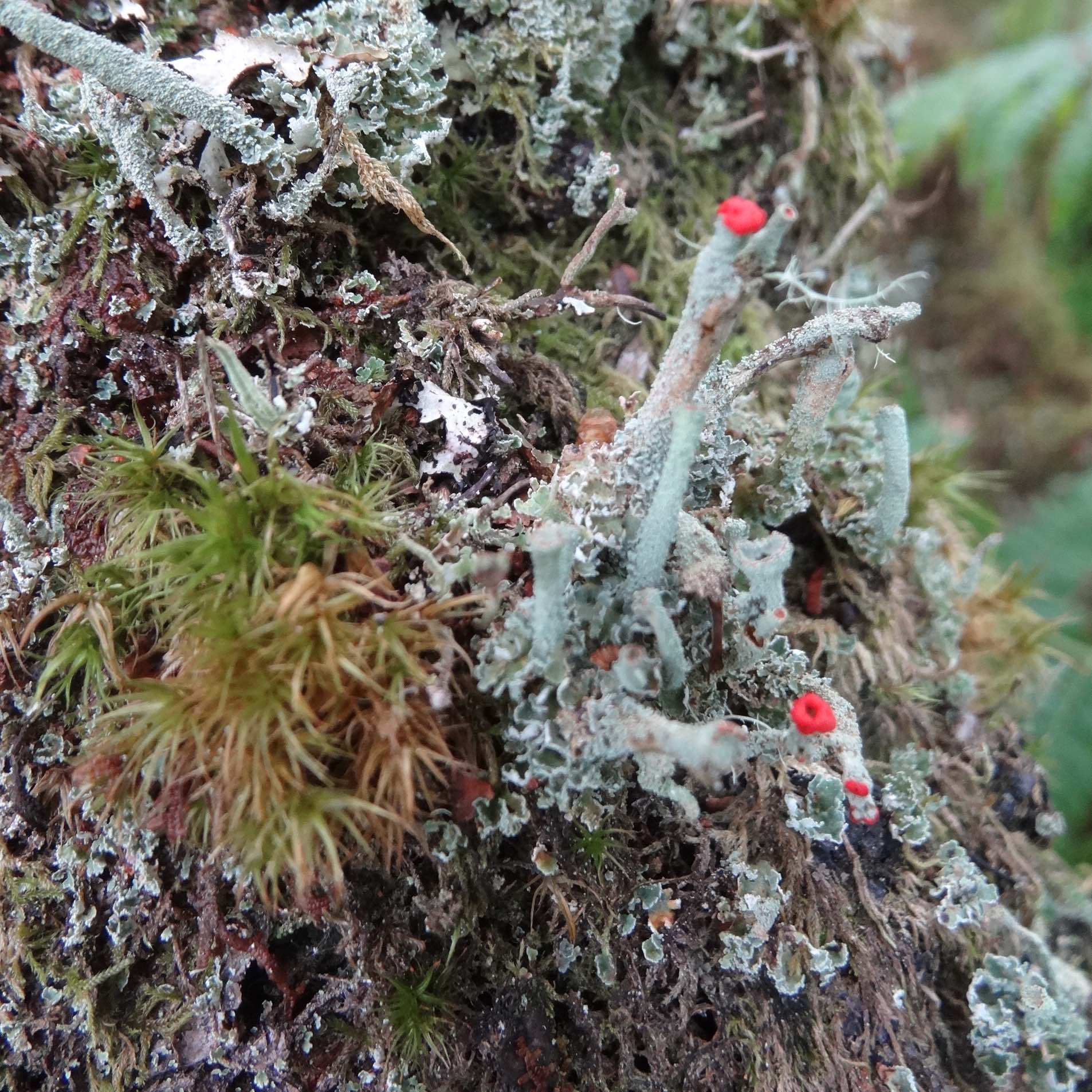 Government Action for Temperate Rainforests - Plantlife