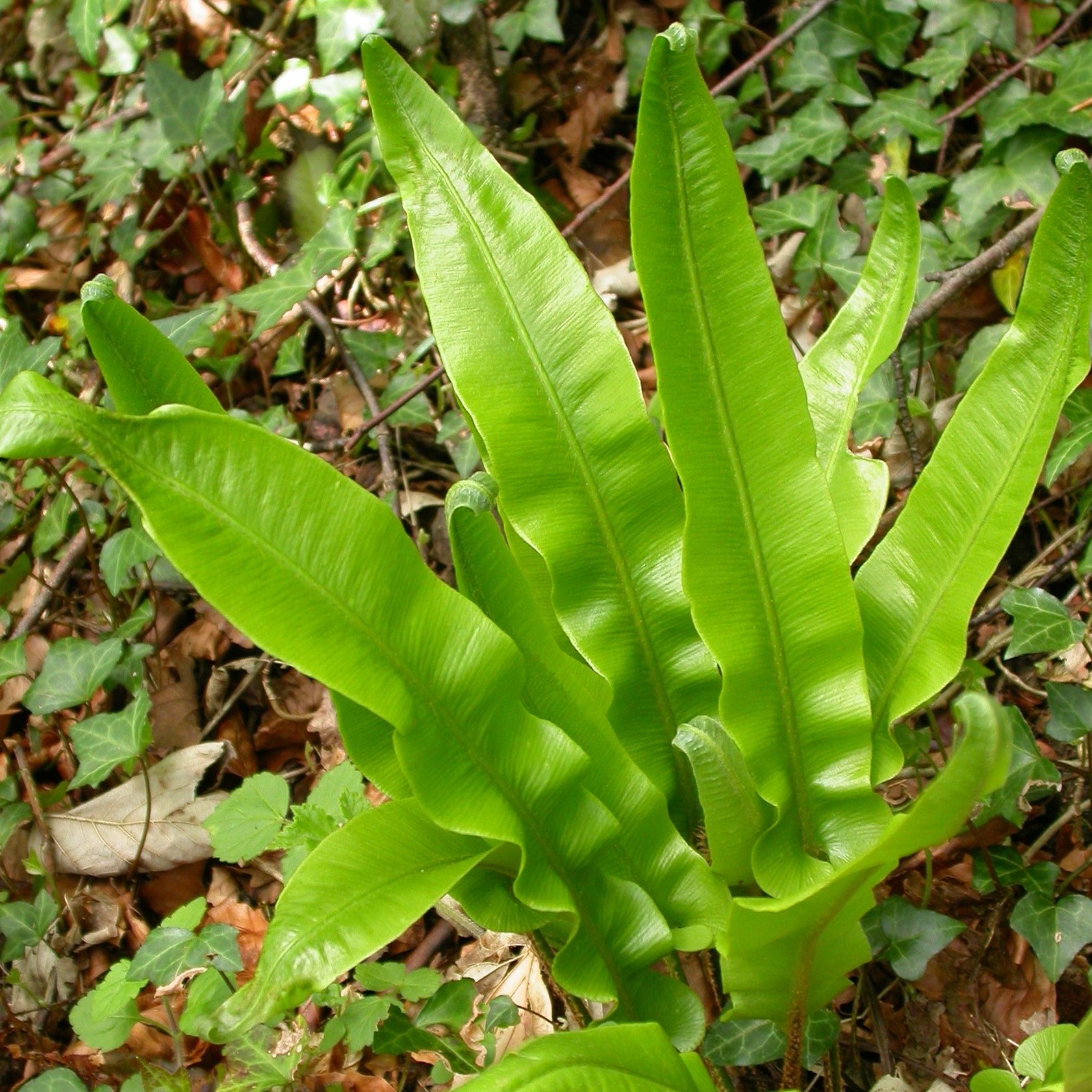 Hart's-tongue Fern - Plantlife