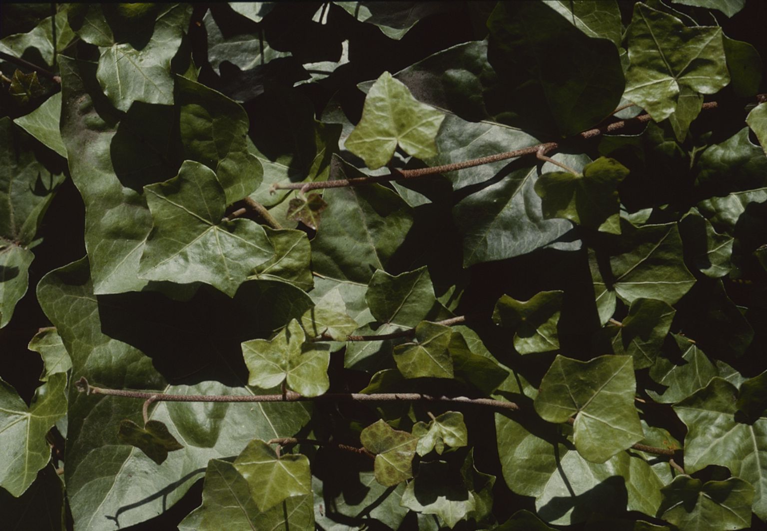 Ivy Plantlife