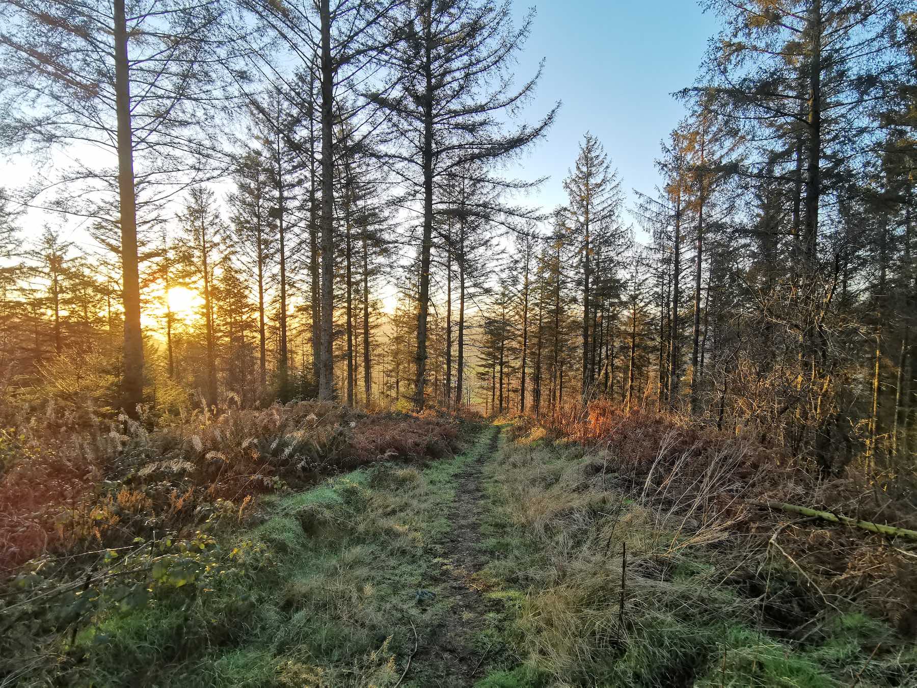 Design your LNRS to Deliver for Plants and Fungi - Plantlife