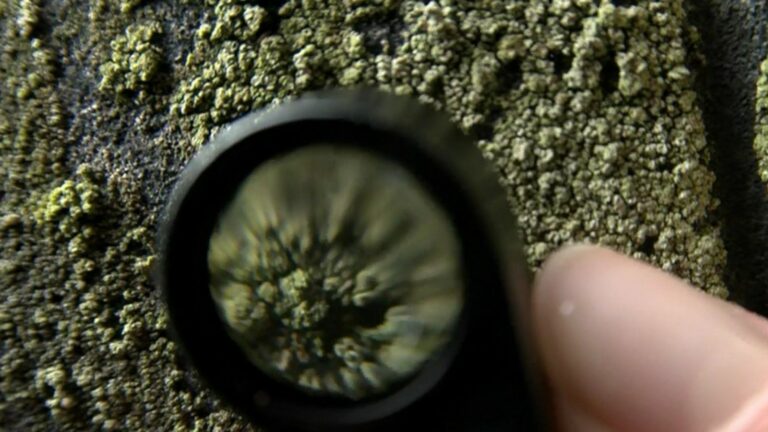 Get Closer to Nature: Guide to Using a Hand Lens - Plantlife