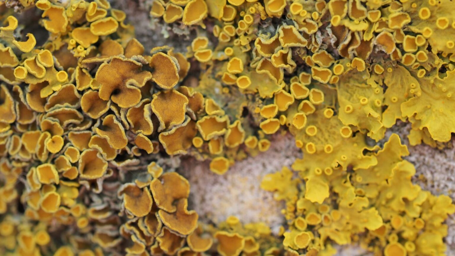 Get Closer to Nature: Guide to Using a Hand Lens - Plantlife