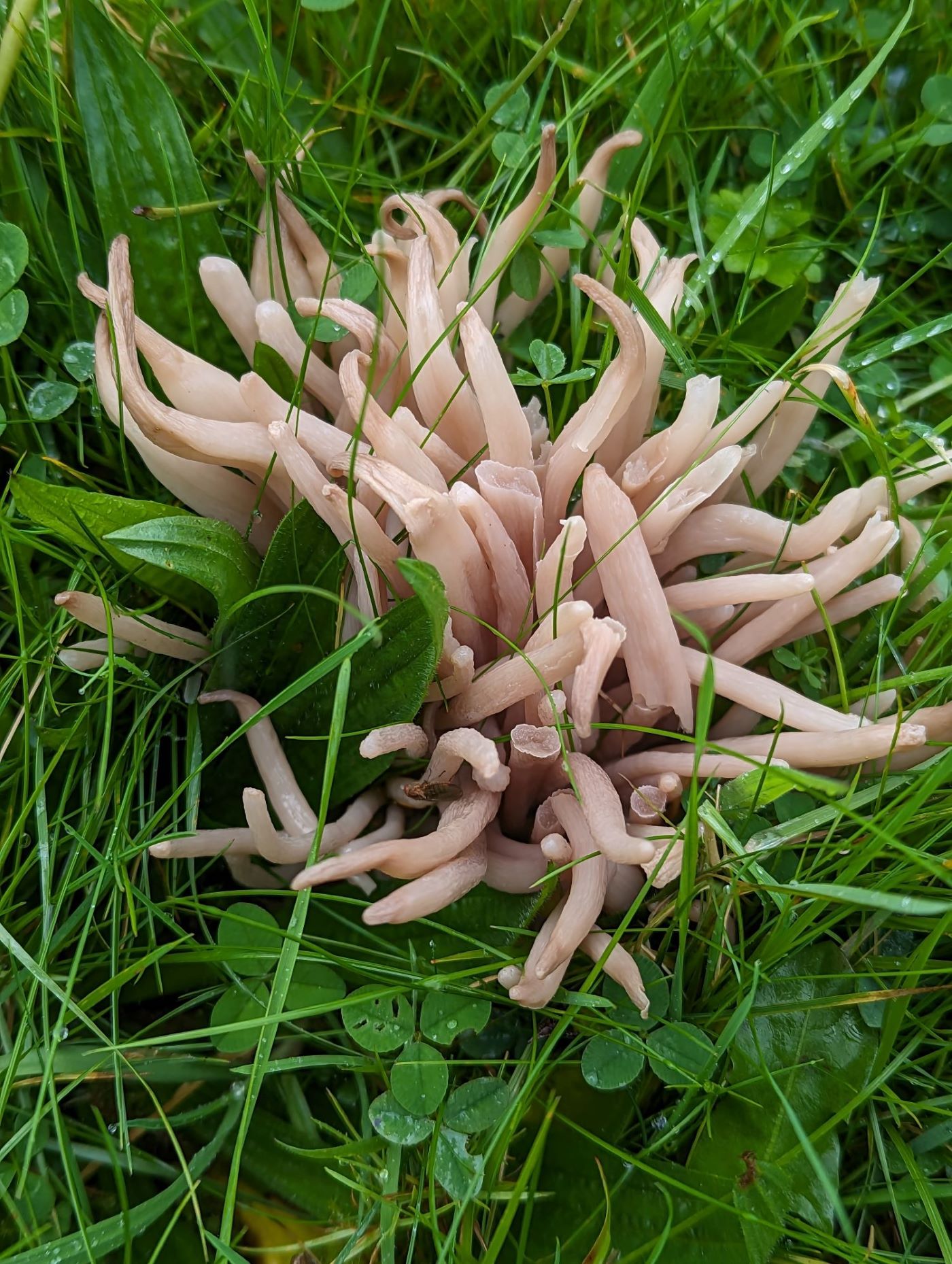 Smoky Spindles - Plantlife