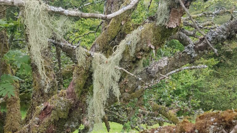 String-of-sausages Lichen - Plantlife