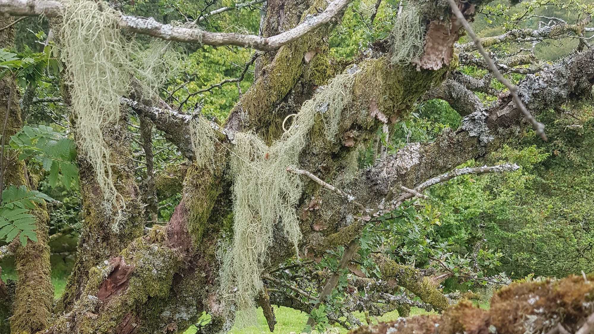 String-of-sausages Lichen - Plantlife
