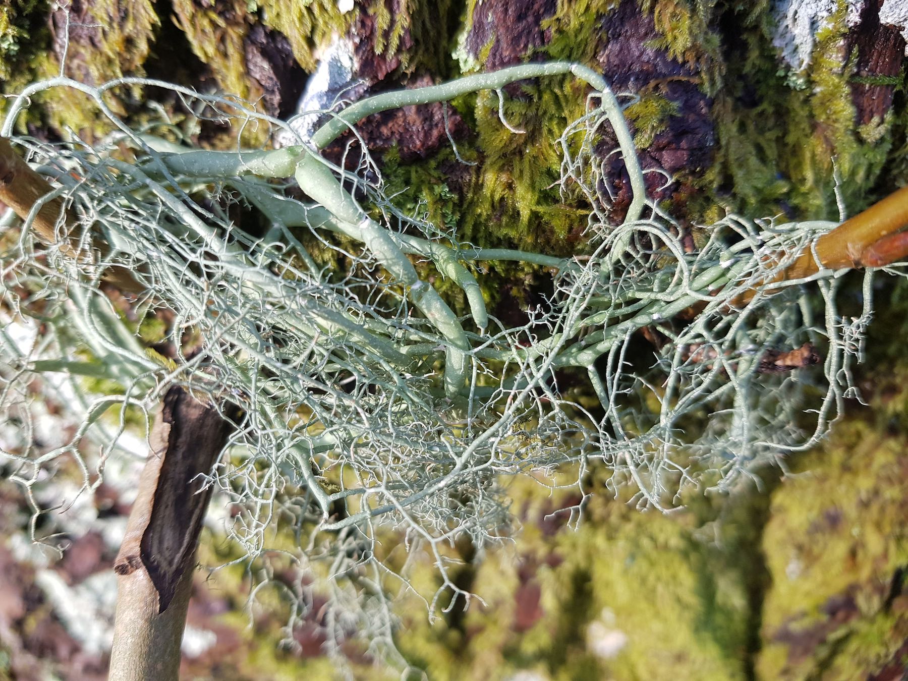 String-of-sausages Lichen - Plantlife
