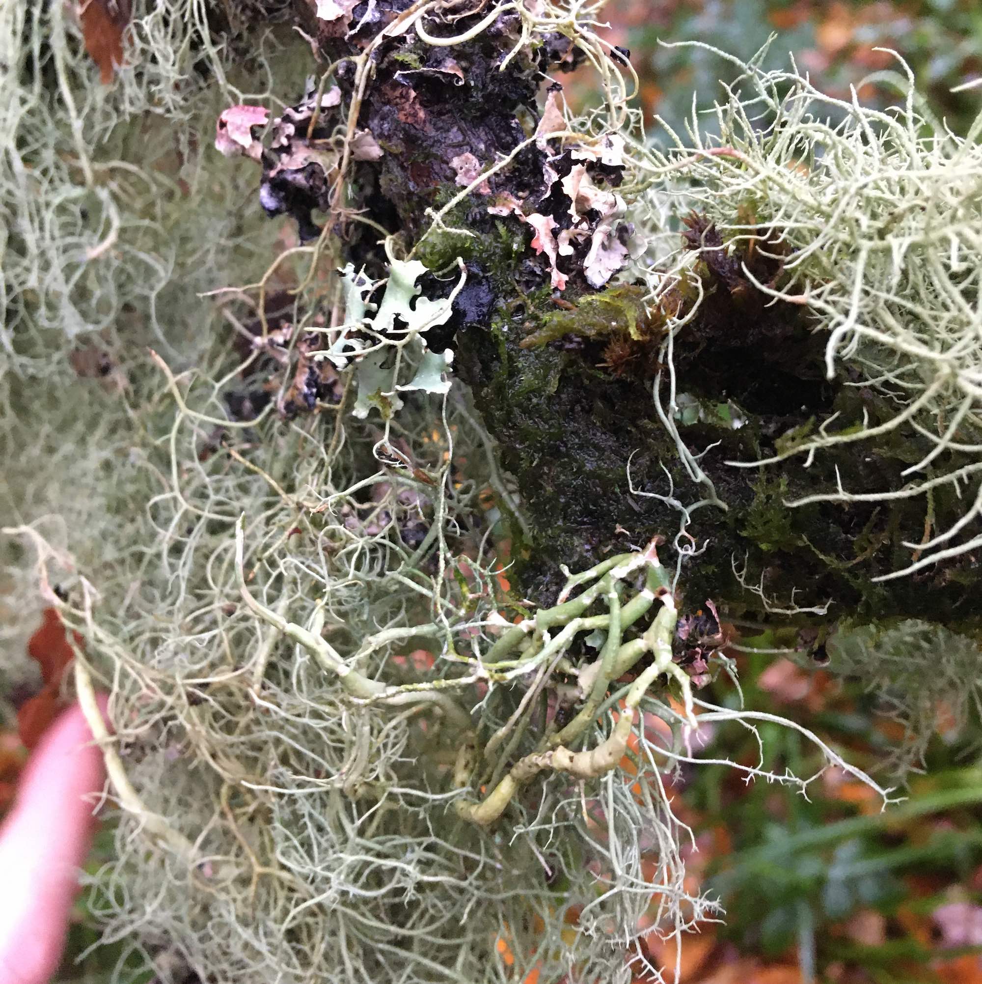 String-of-sausages Lichen - Plantlife