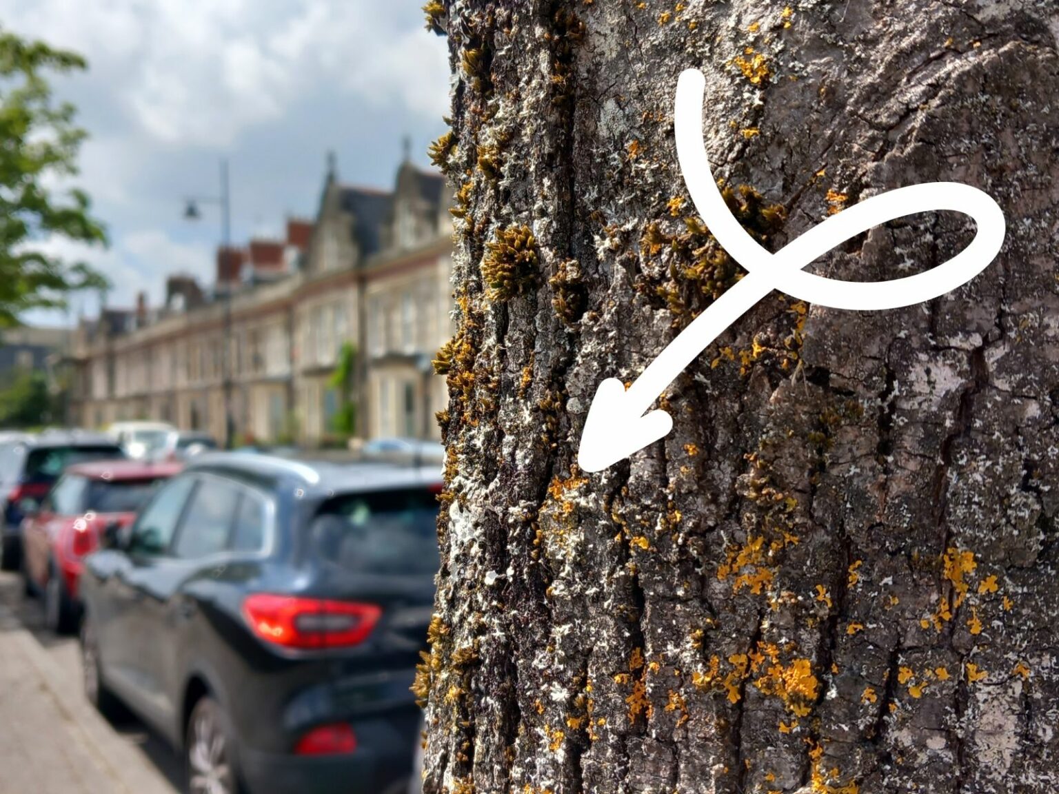 Let’s learn about… Lichens - Plantlife