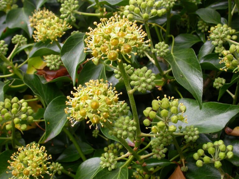 Ivy - Plantlife