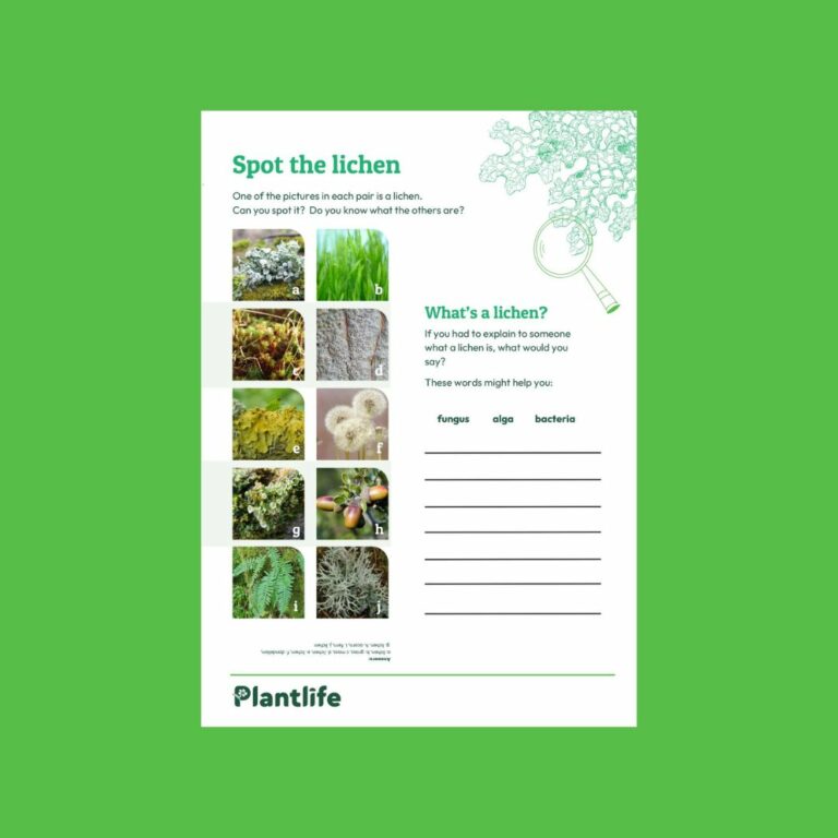 Let’s learn about… Lichens - Plantlife
