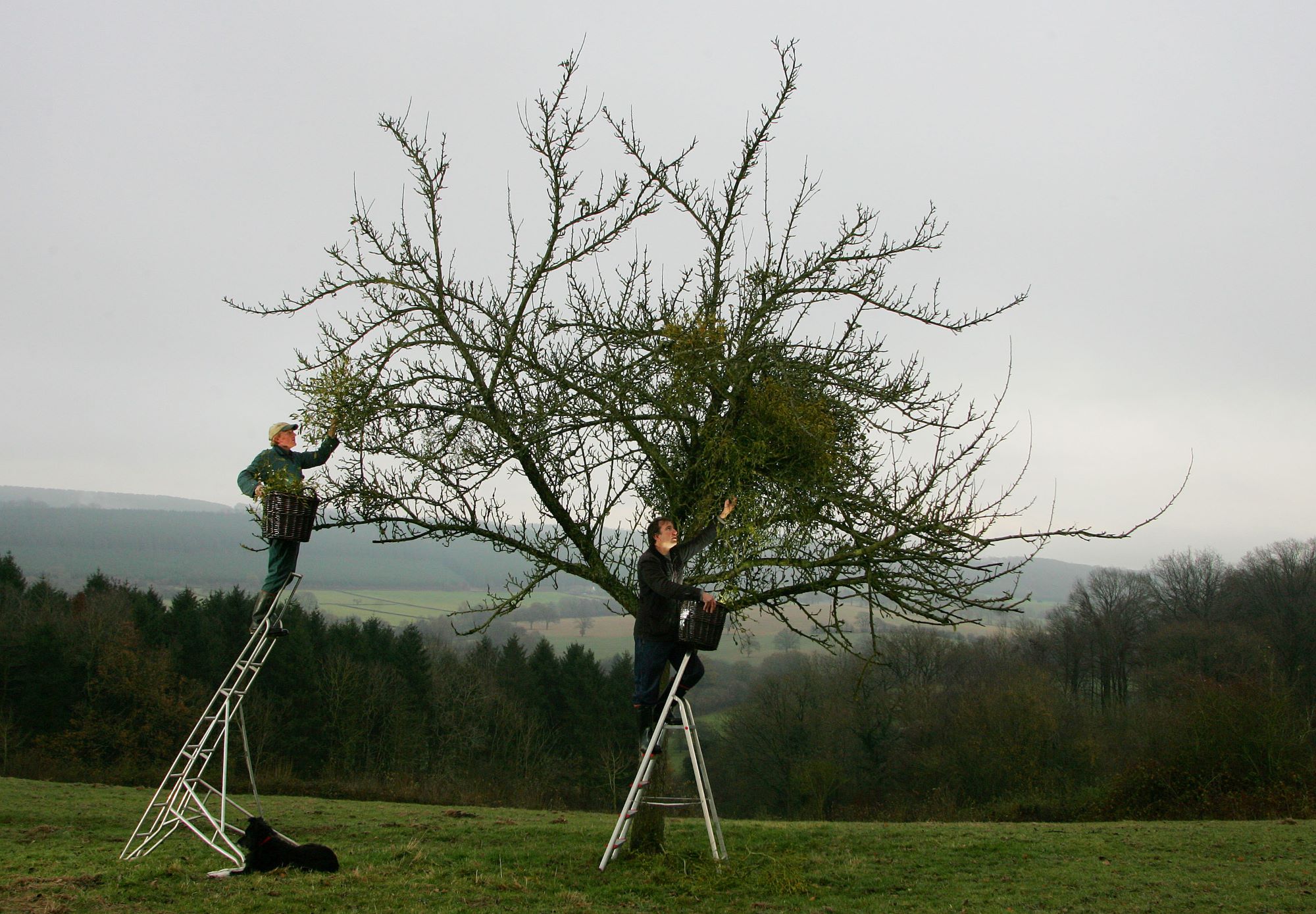 Mistletoe - Plantlife