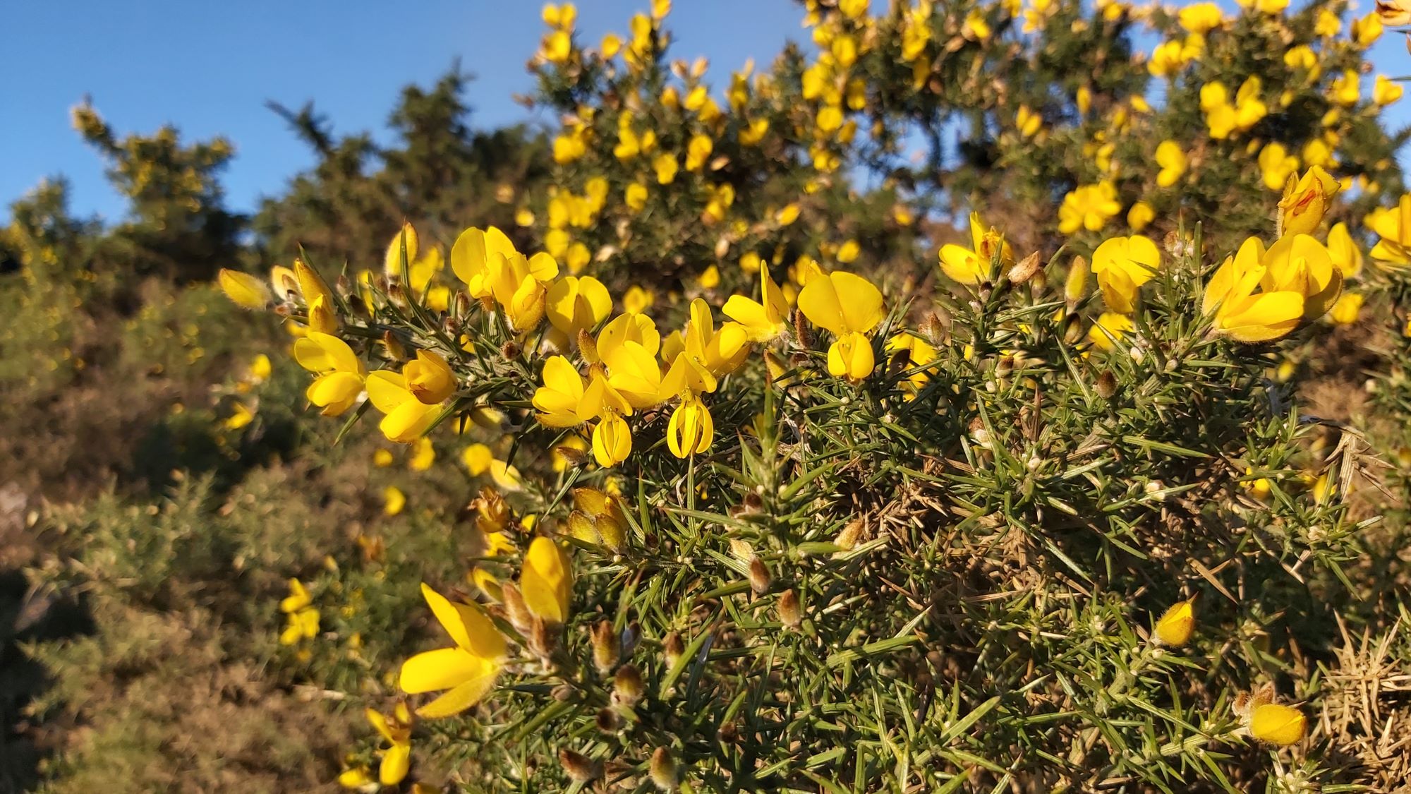 Gorse - Plantlife