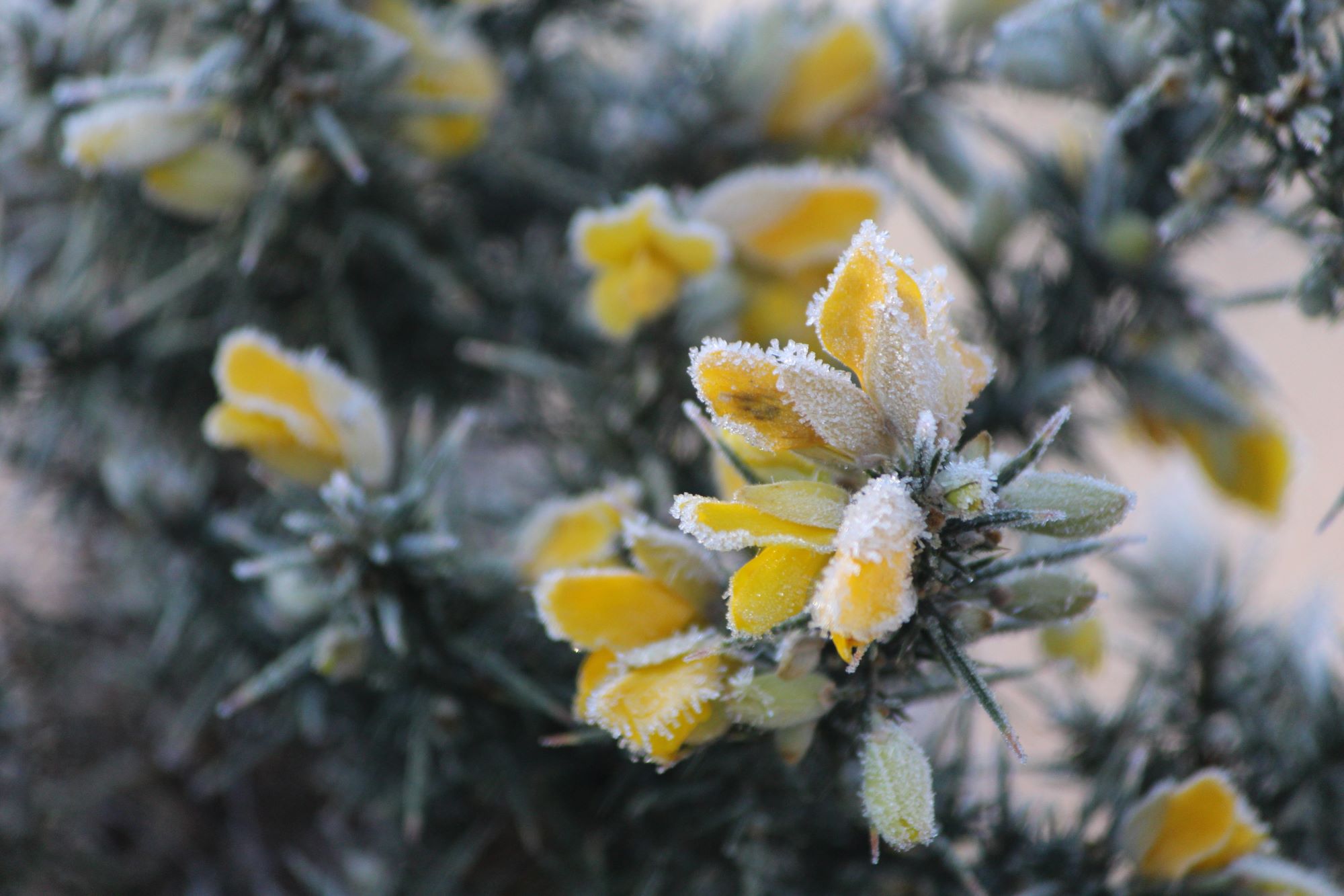 Gorse - Plantlife