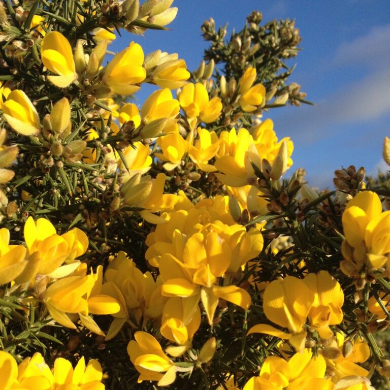 Gorse - Plantlife