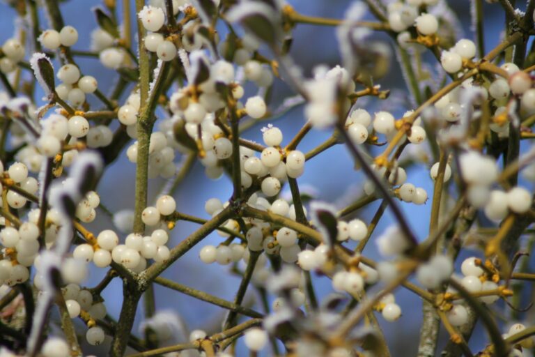 Mistletoe - Plantlife
